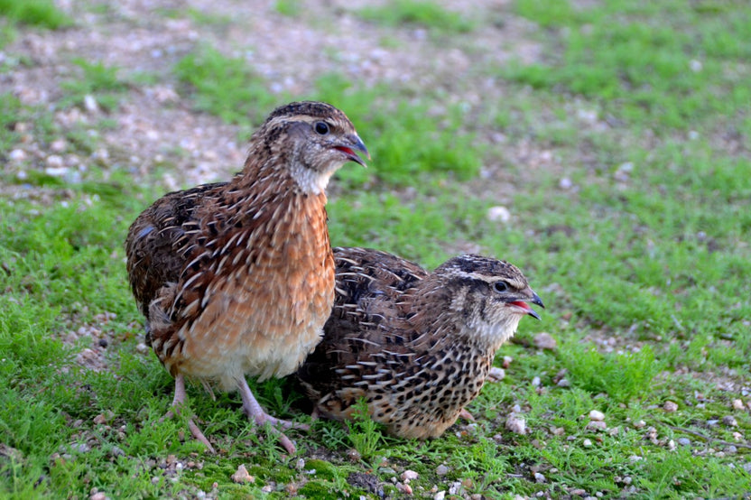 Southwest Gamebirds