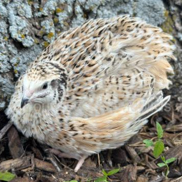 Jumbo Golden Manchurian – Adult Quail – Southwest Gamebirds