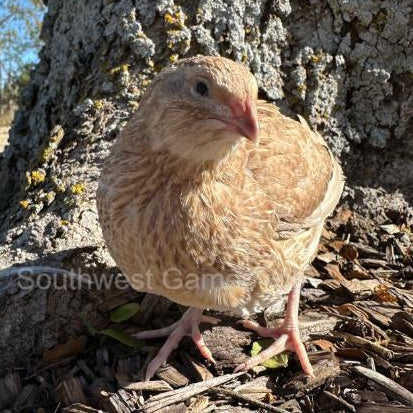 Southwest Gamebirds