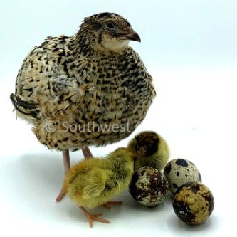Jumbo Pansy – Adult Quail – Southwest Gamebirds