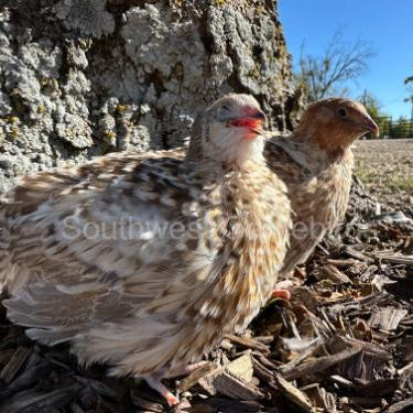 Jumbo Red Pansy – Adult Quail – Southwest Gamebirds